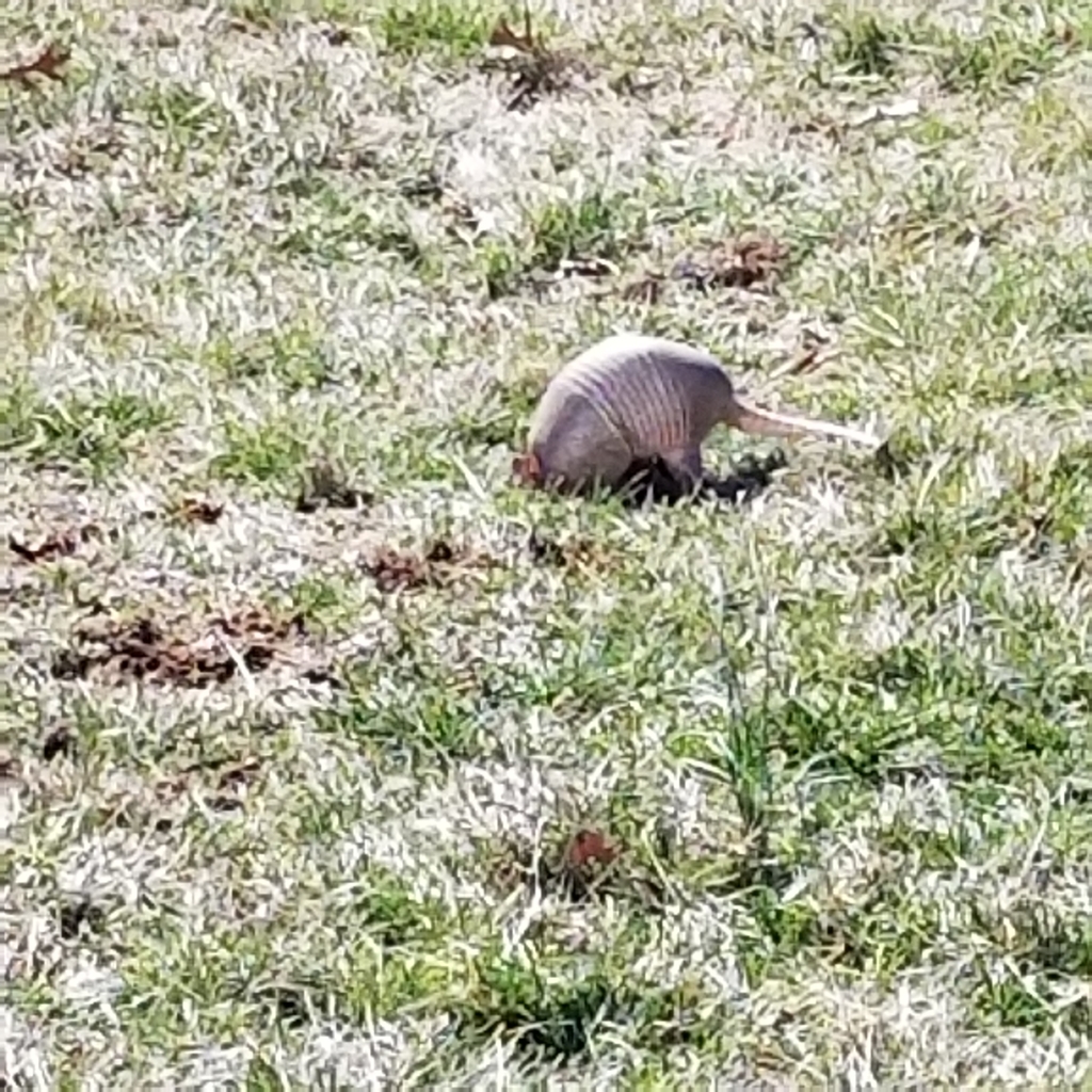 Nine-banded Armadillo from Dawson County, GA, USA on February 21, 2025 ...