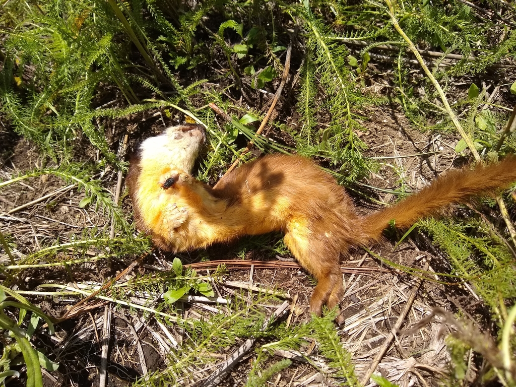 Long-tailed Weasel from Municipio de Huixquilucan, Méx., México on July ...