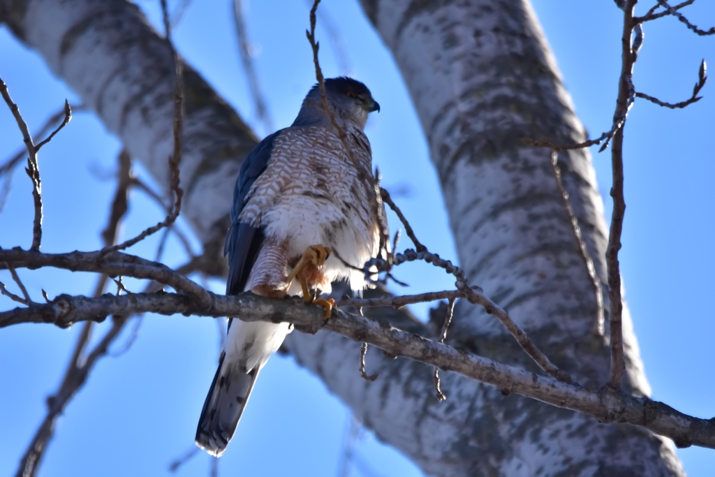 Cooper's Hawk from Middleton Hills, Middleton, WI 53562, USA on ...