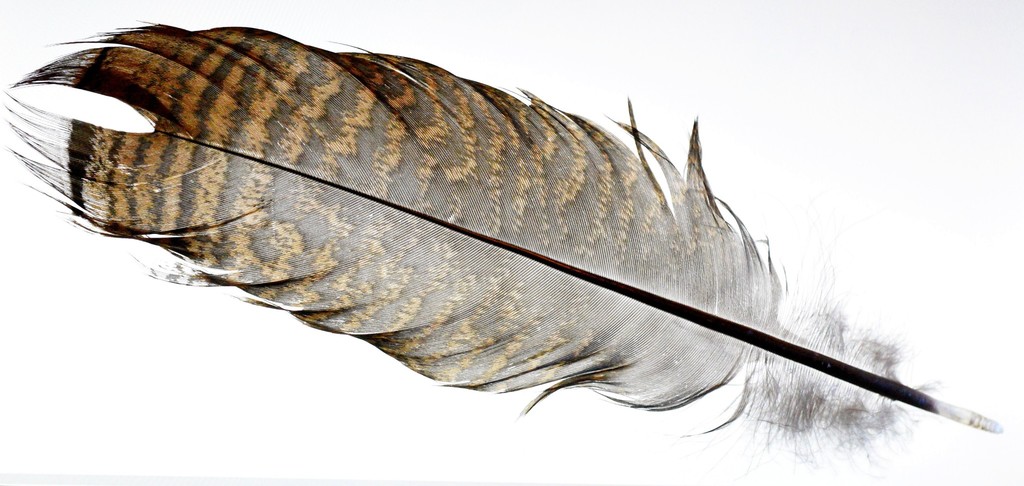 Wild Turkey from Westport, NY 12993, USA on August 30, 2016 at 06:32 AM ...