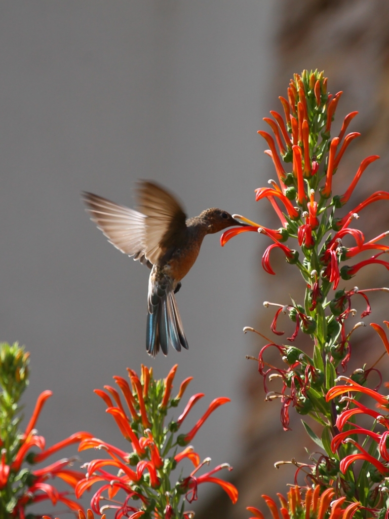 Giant Hummingbird from Papudo, Valparaíso, Chile on February 13, 2025 ...