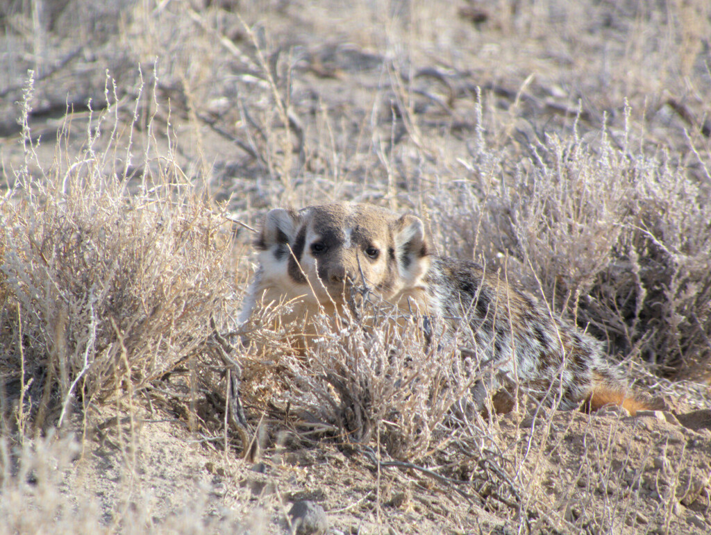 American Badger from Esmeralda County, NV, USA on February 17, 2025 at ...
