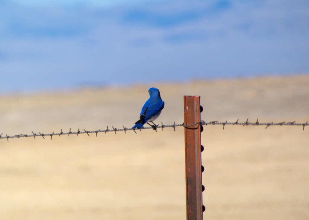 Mountain Bluebird from Nye County, NV, USA on February 20, 2025 at 03: ...