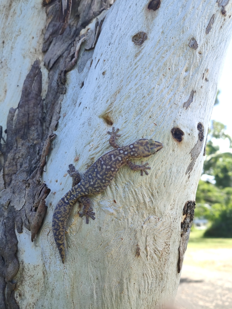 Southern Spotted Velvet Gecko from Nankin QLD 4701, Australia on ...