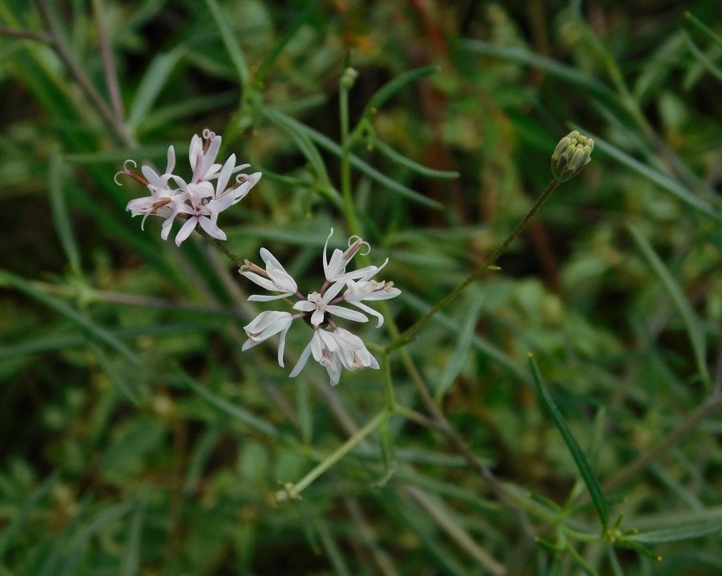 Small Palafox in August 2016 by Kathleen Mack · iNaturalist