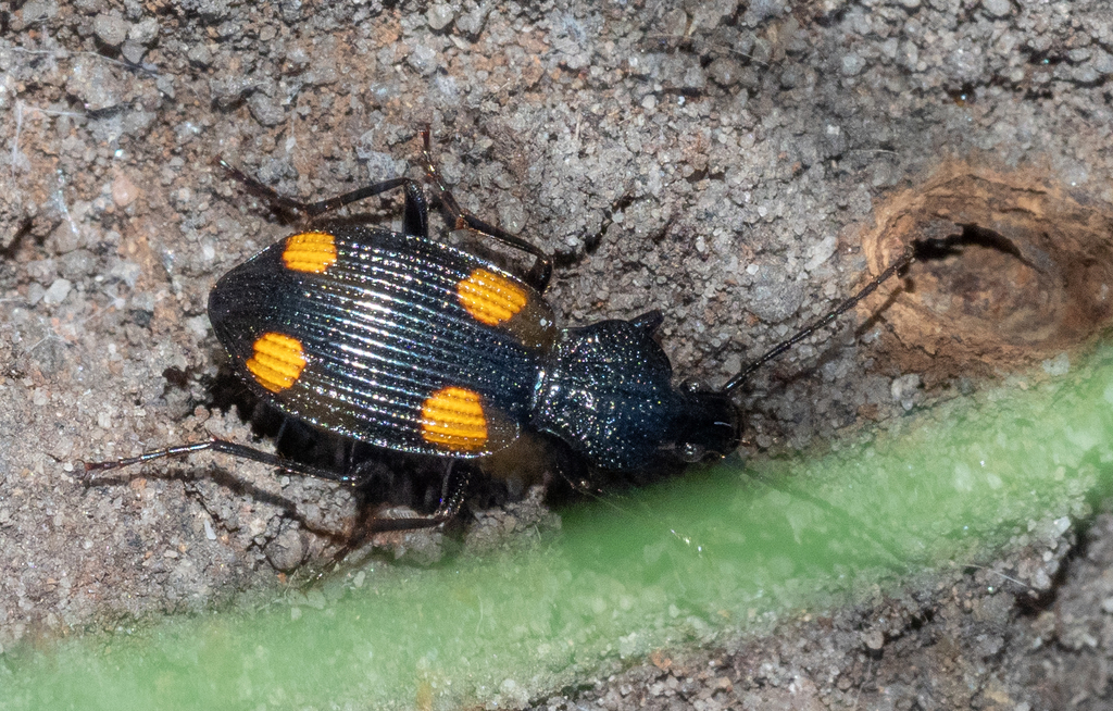 Yellow-spotted Ground Beetles from Carnarvon Park QLD 4702, Australia ...