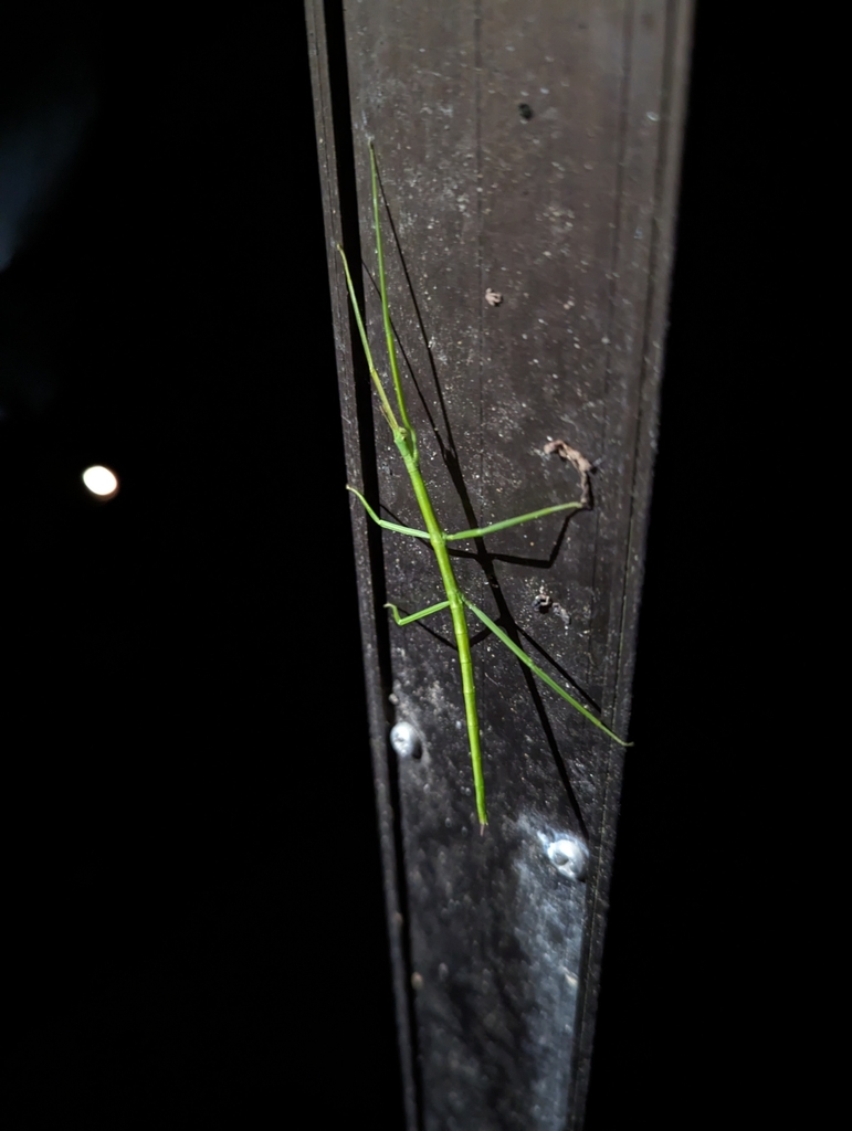 Stick Insects from 999 Iriomote, Taketomi, Yaeyama District, Okinawa ...