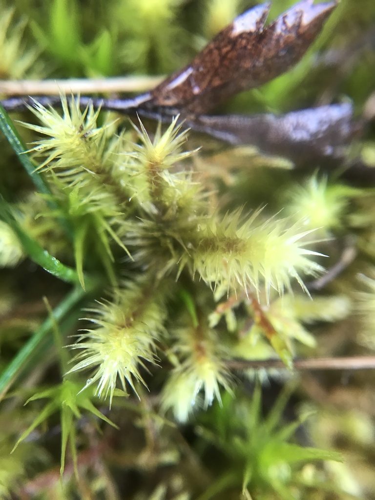Golden-head Moss from Peak District National Park, Buxton, England, GB ...