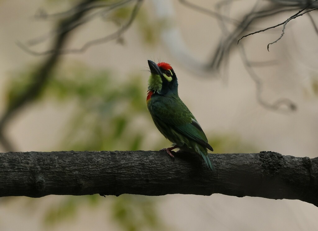 Coppersmith Barbet from Wichet Nakhon, Chae Hom District, Lampang 52120 ...