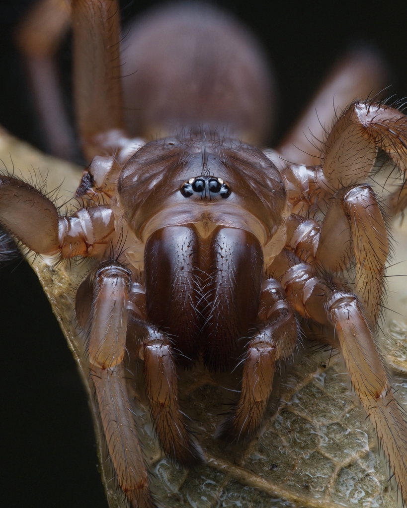Damarchus workmani from Central Water Catchment, Singapore on February ...
