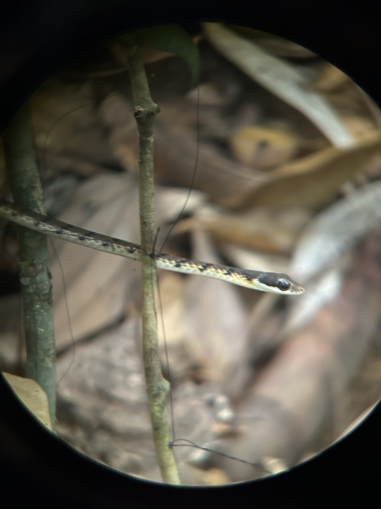 Stripe-Tailed Bronzeback from Kanneliya Rain Forest Reserve, Zuidelijke ...