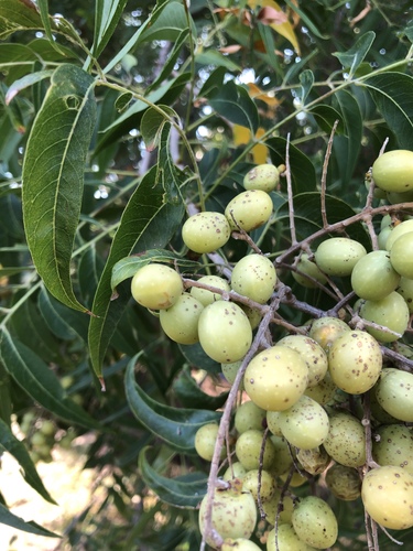 Genus Sapindus · iNaturalist