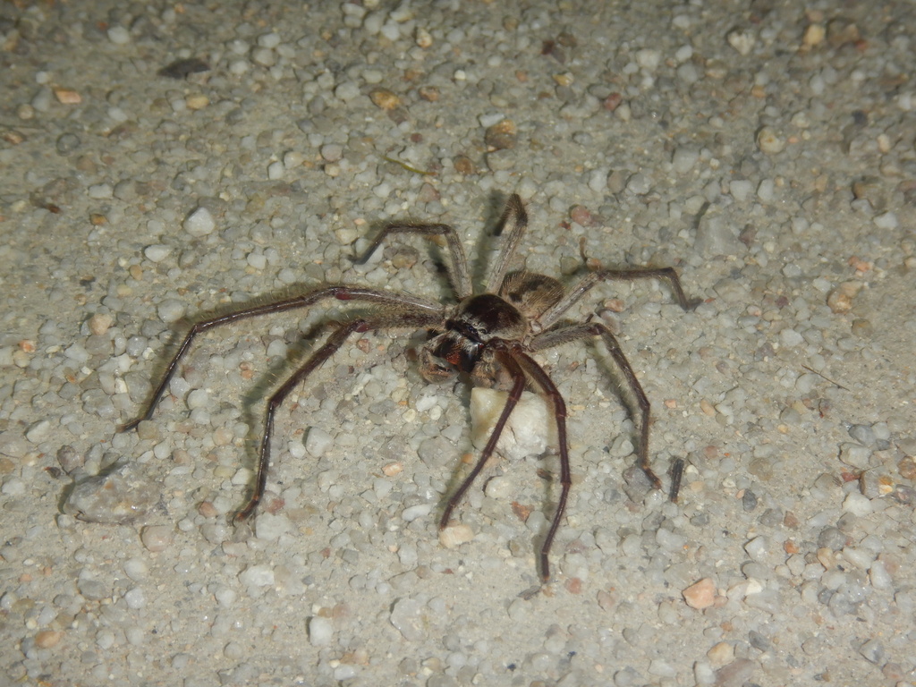 Mountain Huntsman from Wangarabell Rd, Genoa, VIC, AU on February 22 ...