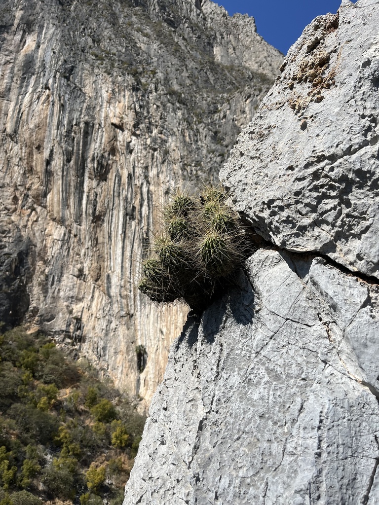 Echinocereus viereckii santamariensis from Hidalgo, N.L., MX on ...