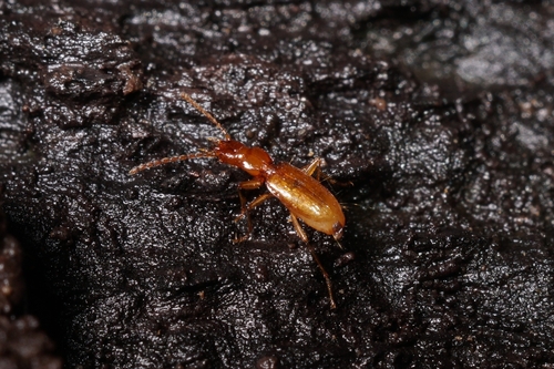 New River Valley Cave Beetle (Pseudanophthalmus egberti) · iNaturalist