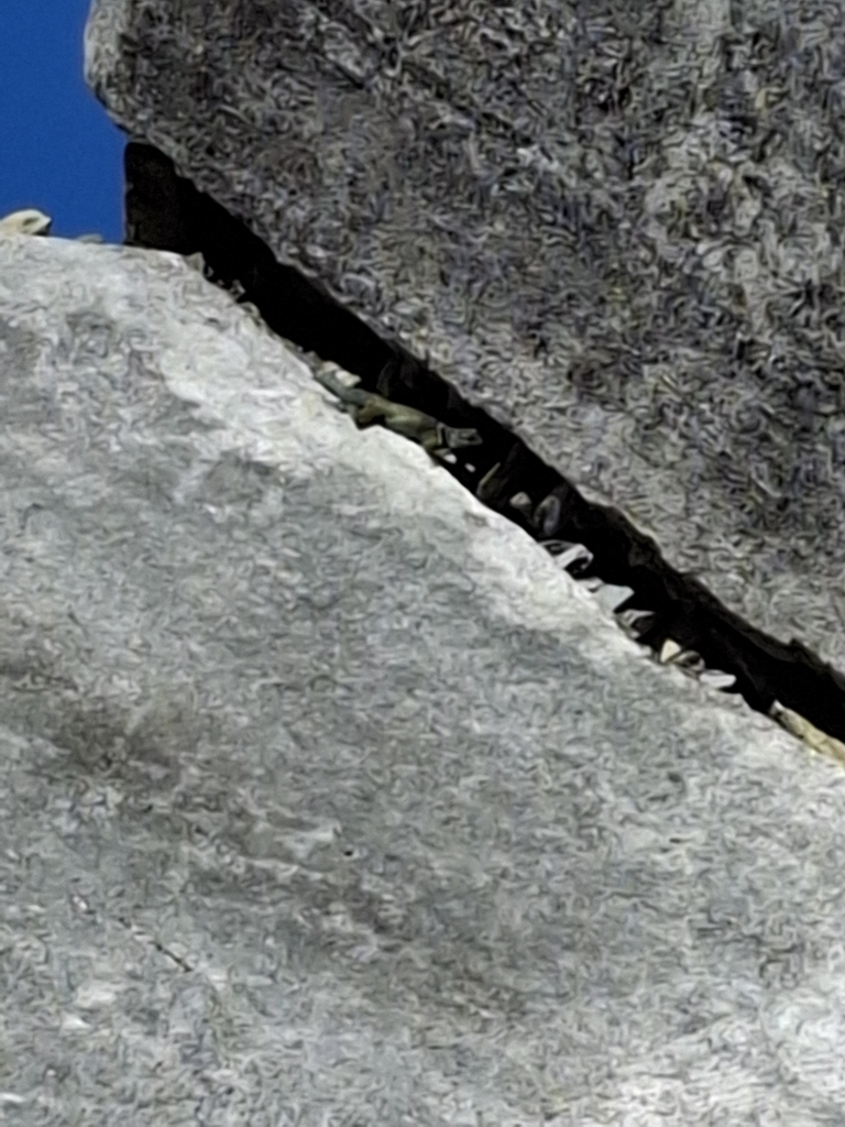 Blue Spiny Lizard from 66279 Nuevo Leon, Mexico on October 12, 2024 at ...