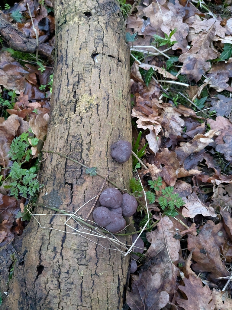 King Alfred's Cakes in February 2025 by Hasan Al-Farhan · iNaturalist