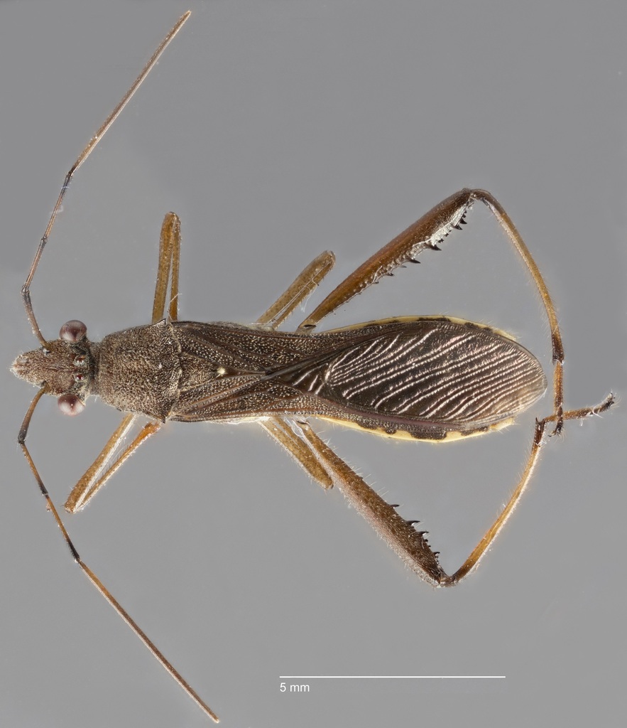 Riptortus linearis from Singapore on February 18, 2025 by Yap Ee Hean ...