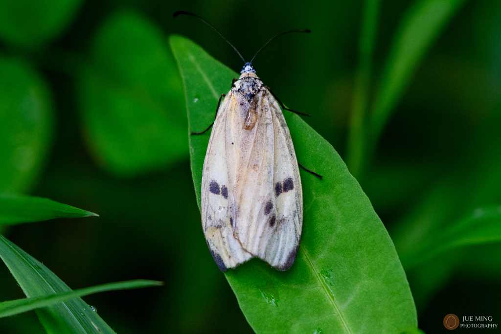 Soritia from 中国浙江省丽水市庆元县 on June 9, 2024 at 11:57 AM by 决明 · iNaturalist