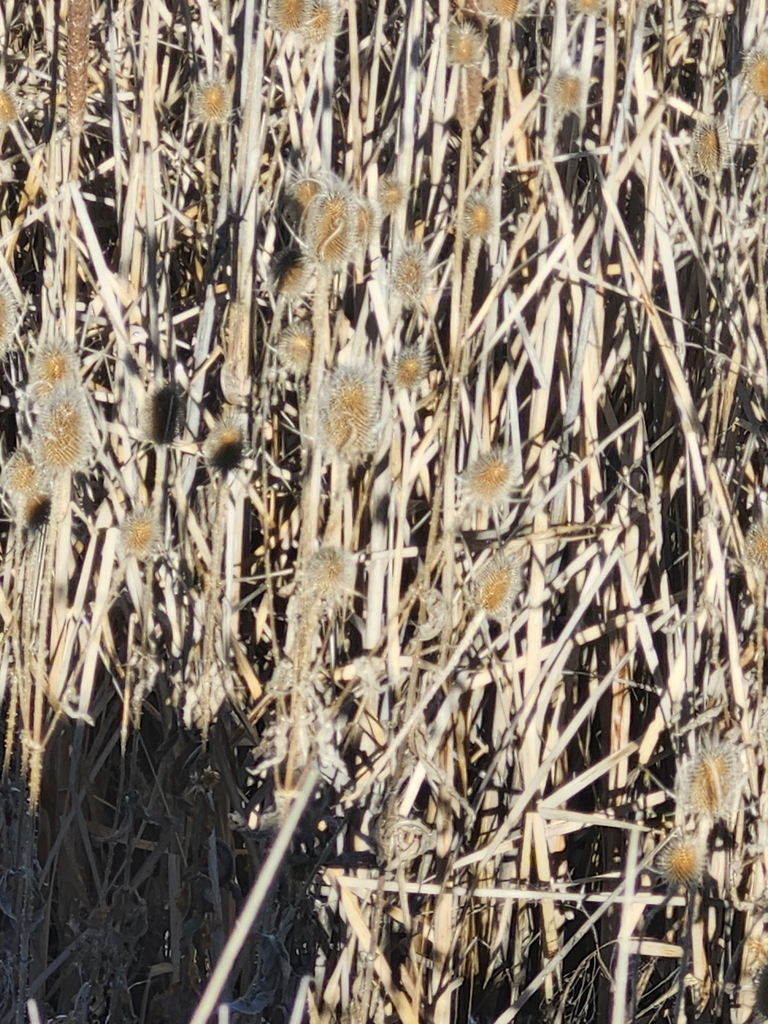 wild teasel from Walden Ponds Wildlife Habitat on February 22, 2025 at ...