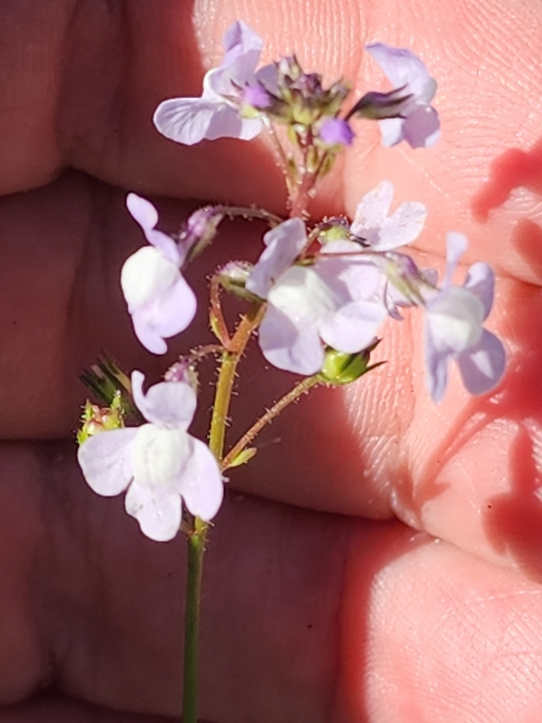 Florida toadflax from Bartow, FL 33830, USA on February 23, 2025 at 02: ...