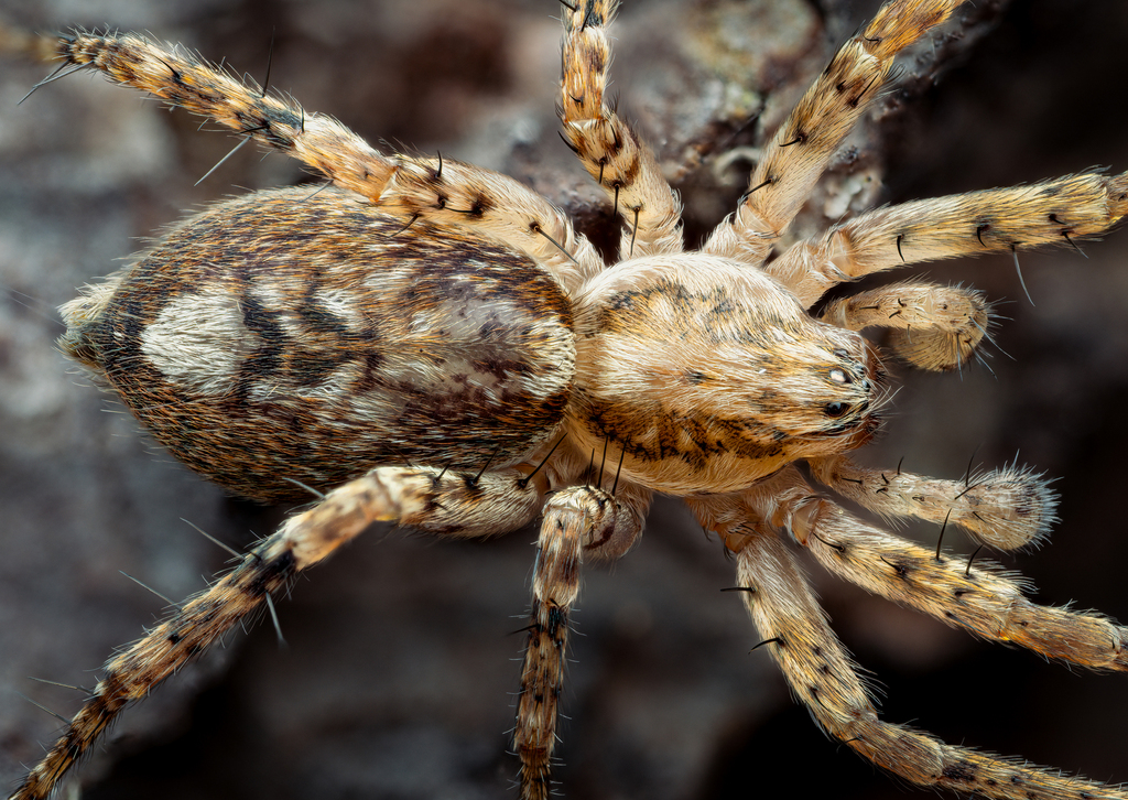Buzzing Spider in February 2025 by Markus Horrer · iNaturalist