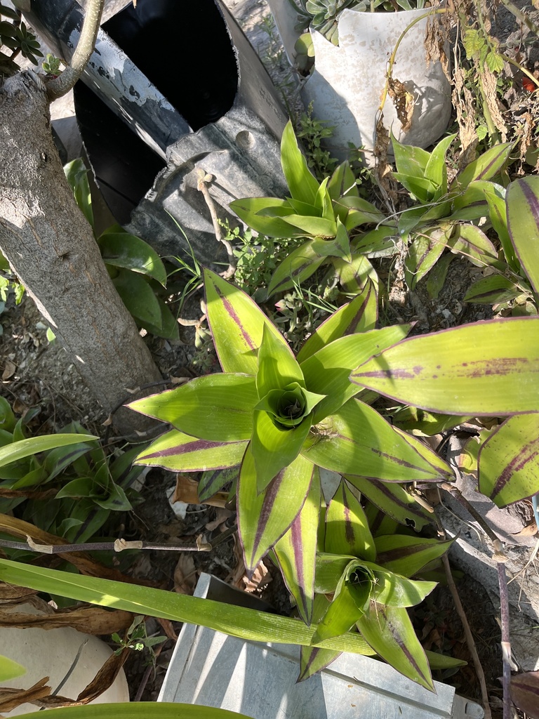 False Bromeliad Plant from Tlacotepec, Hgo., MX on February 23, 2025 at ...