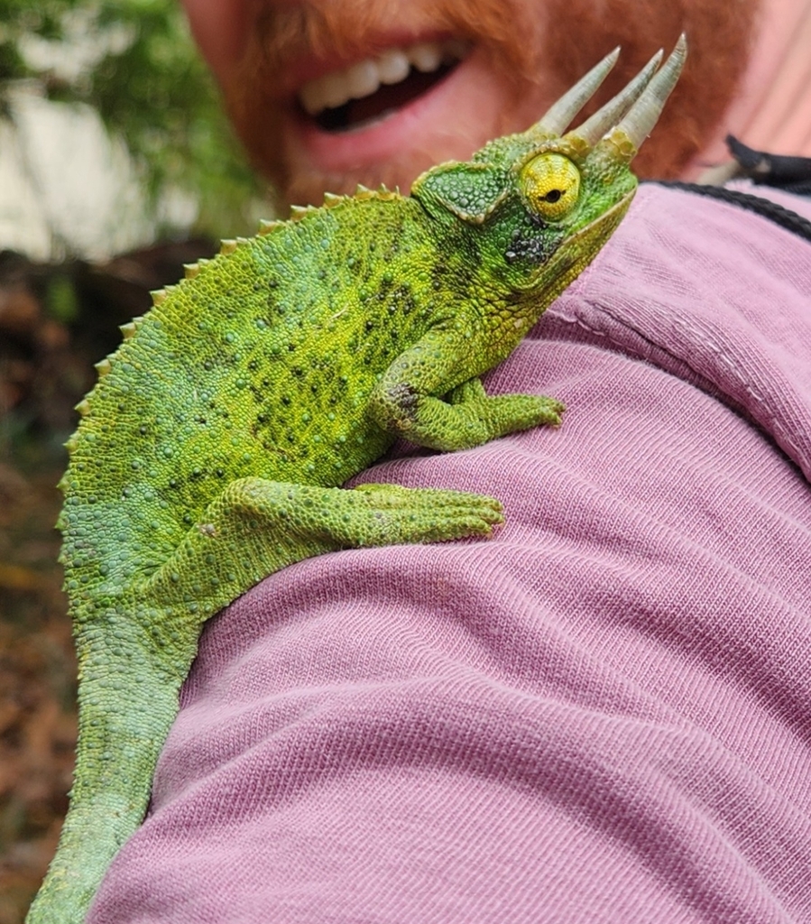 Yellow-crested Jackson's Chameleon from Captain Cook, HI, USA on ...
