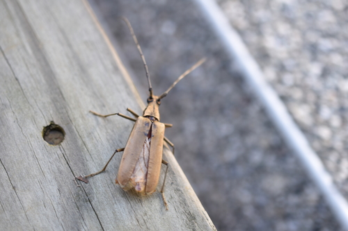 Massicus taiwanus · iNaturalist