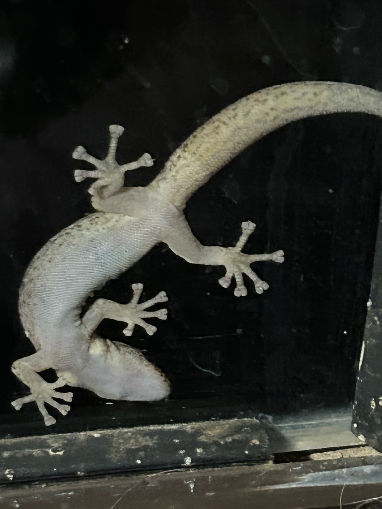Southern Marbled Gecko from Williams Rd, Two Wells, SA, AU on February ...