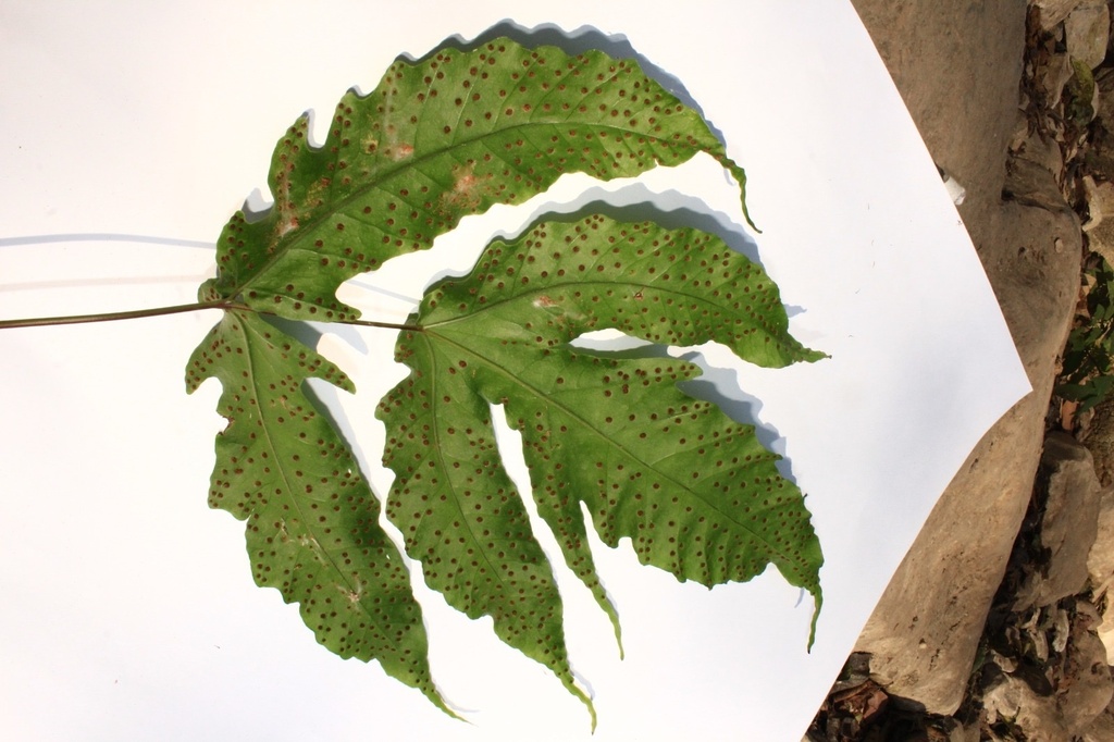 Broad Halberd Fern from Monumento Natural Cerro de la Silla, Guadalupe ...