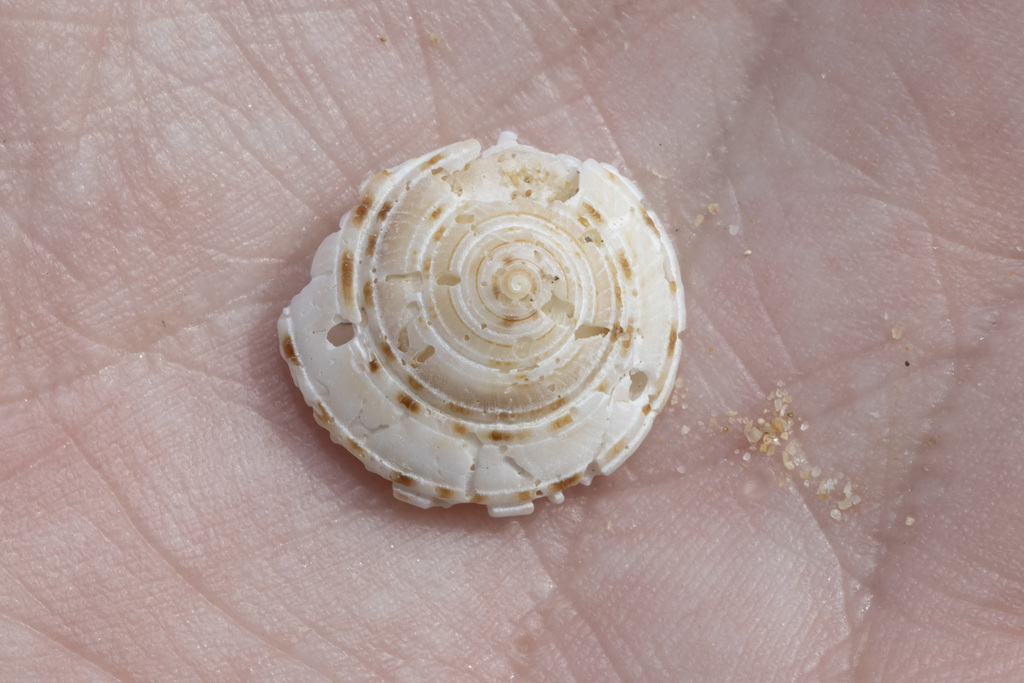 Architectonica perdix from Bedok, Singapore on February 20, 2025 at 04: ...