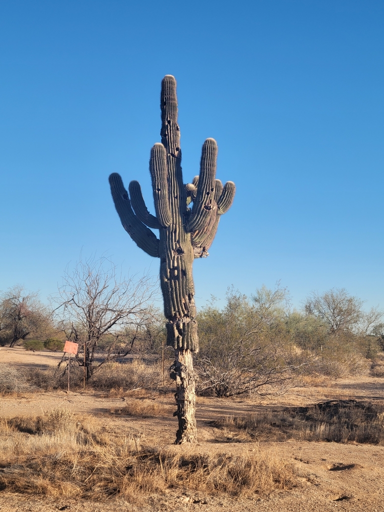 saguaro from Phoenix, AZ 85050, USA on February 23, 2025 at 05:22 PM by ...