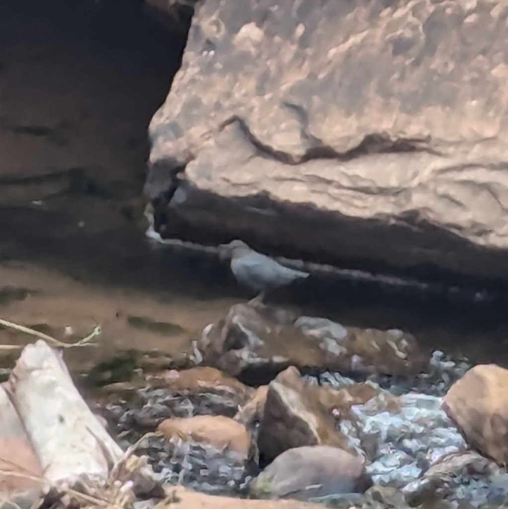 American Dipper from Moab, UT 84532, USA on February 23, 2025 at 04:23 ...