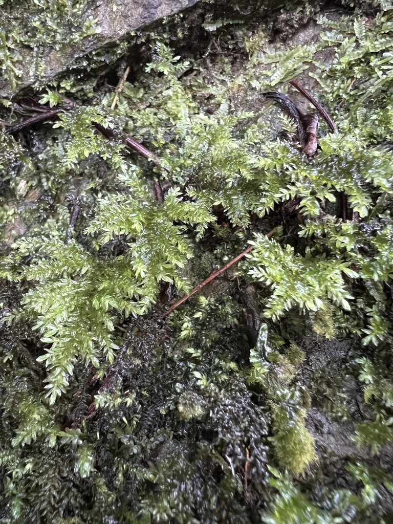 Hypnodendron from 臺灣島, 烏來區, 新北市, TW on February 24, 2025 at 03:22 PM by ...