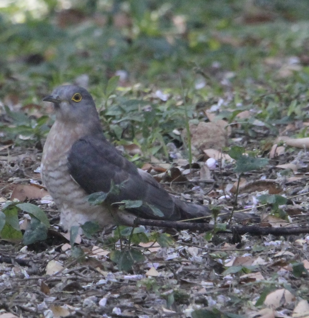 Common Hawk-Cuckoo from Walk Trail 3, Bengaluru, Karnataka, IN on ...
