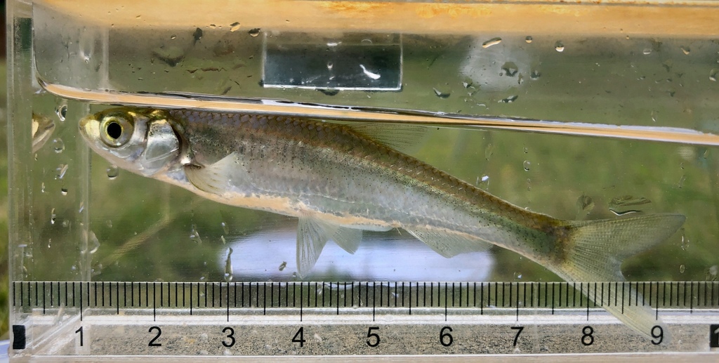 (Hemiculterella macrolepis) - Marine Life Identification