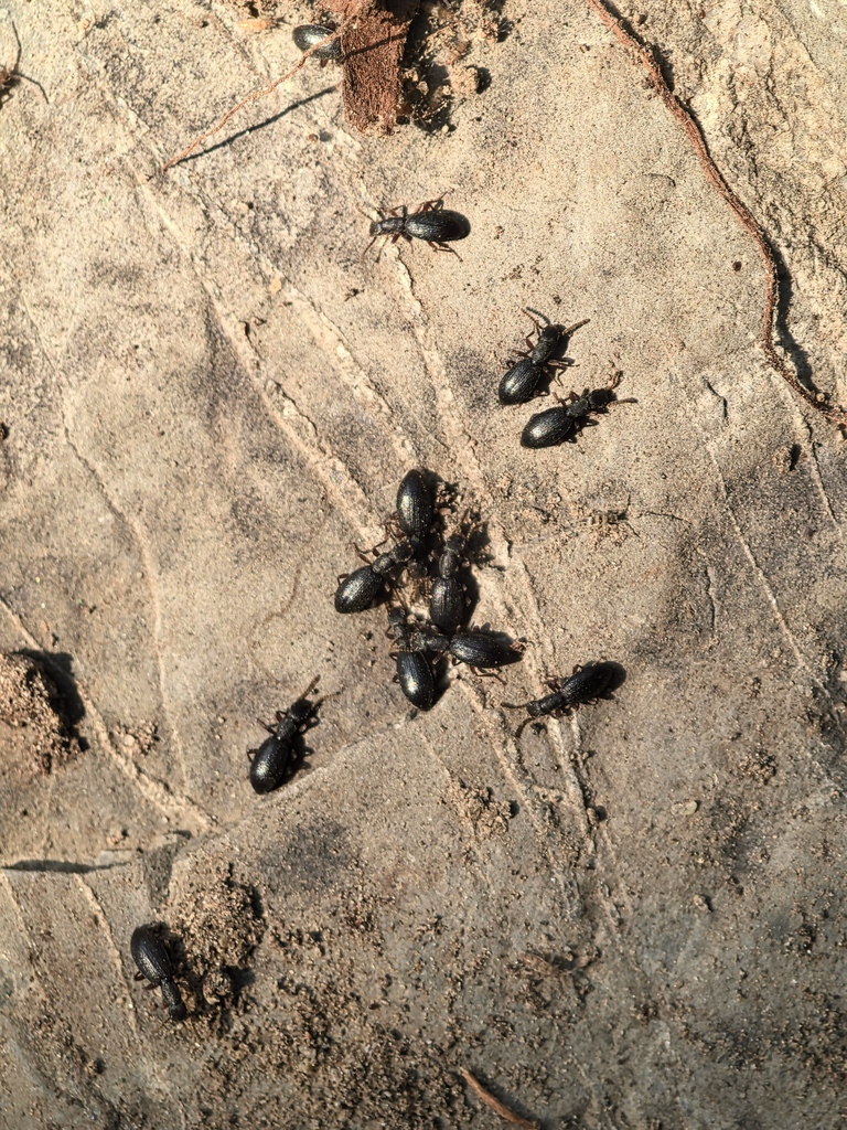 Dichillus sanguinipes from 中国北京市海淀区蓝旗营 on February 18, 2025 at 02:59 PM ...