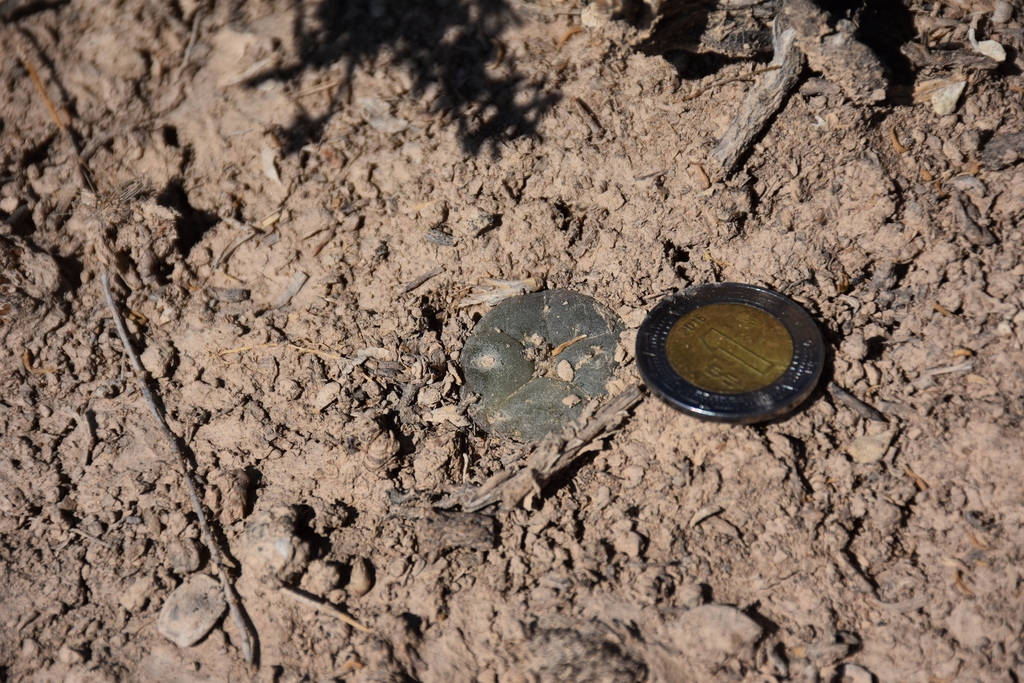 Lophophora alberto-vojtechii in August 2019 by P Gonzalez Zamora · iNaturalist