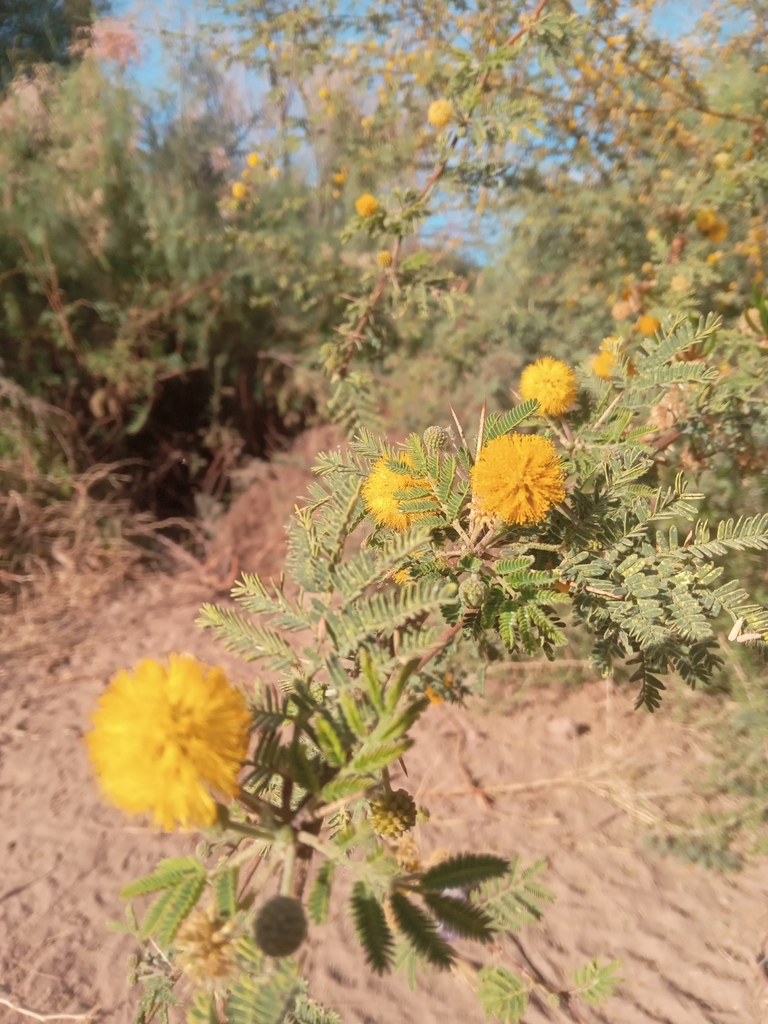 Sweet acacia from 23894 B.C.S., México on February 23, 2025 at 04:23 PM ...