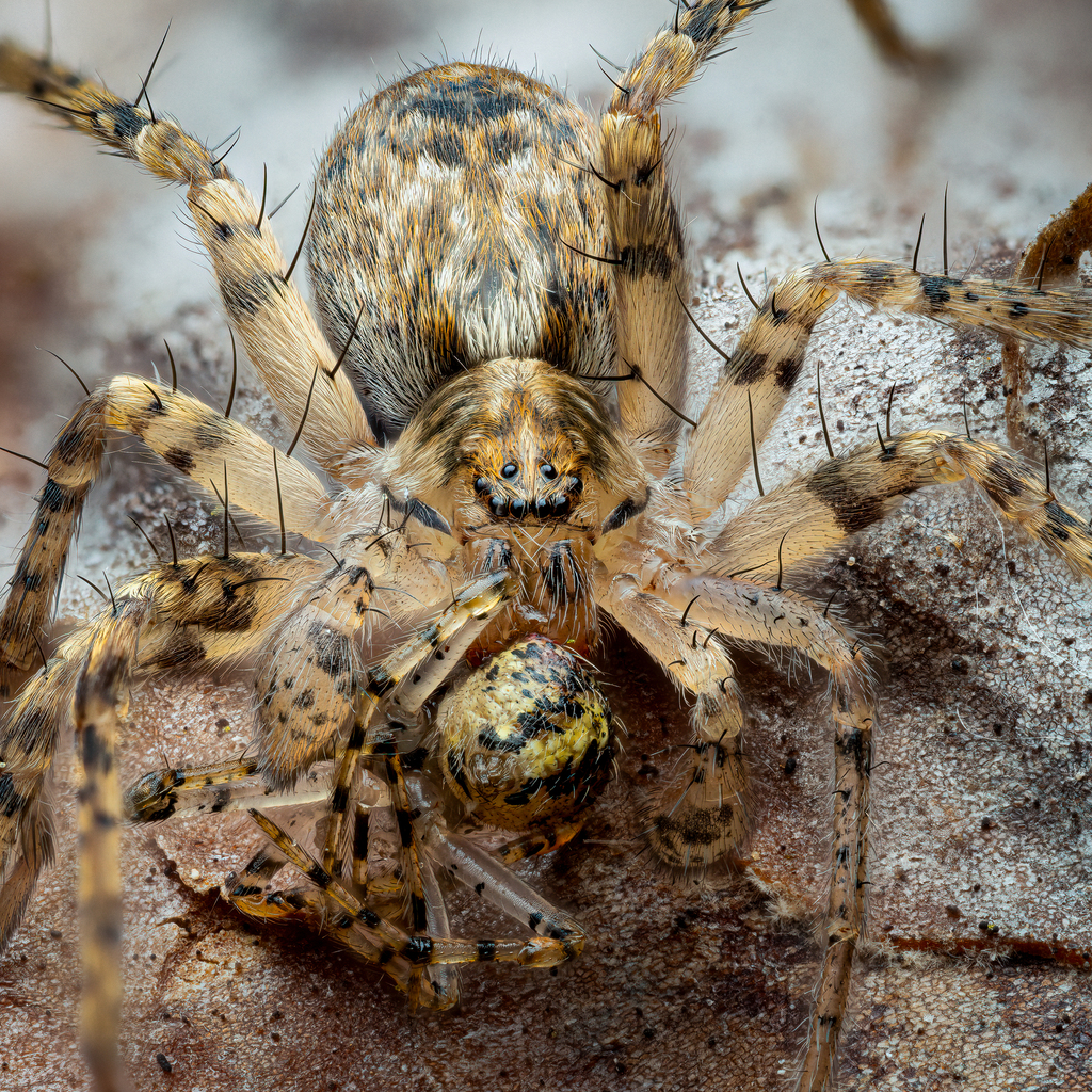 False Pirate Spider in February 2025 by Markus Horrer. Prey · iNaturalist