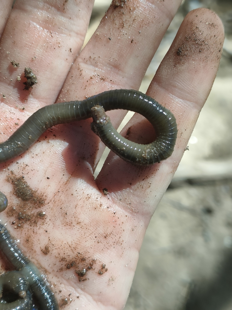green stink worm from Culiacán, MX-SI, MX on February 1, 2025 at 12:26 ...