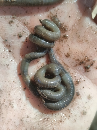 Lombriz de tierra (Metaphire posthuma)