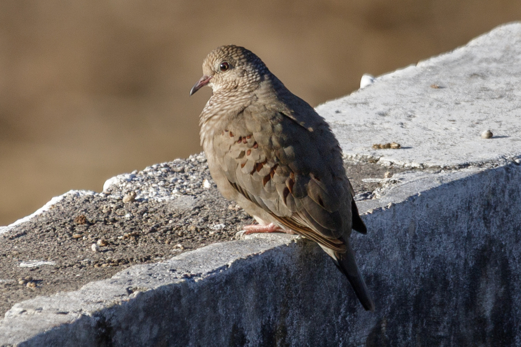 Common Ground Dove from Casa on February 24, 2025 at 07:26 AM by Max ...
