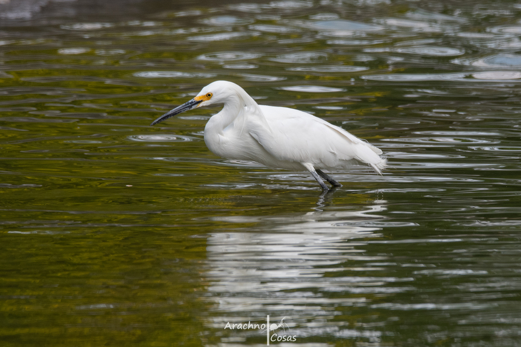 Snowy Egret from Bosque de Chapultepec II Secc, 11100 Ciudad de México ...