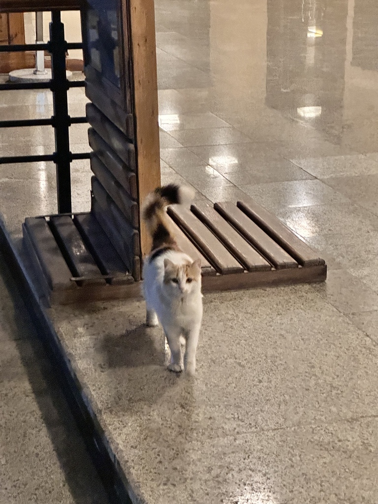 Domestic Cat from Hassan El Sharbatly Mosque, Cairo, Cairo, EG on ...