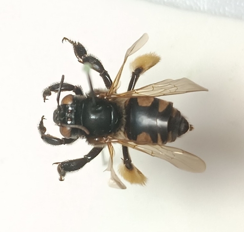 Epicharis iheringii · iNaturalist