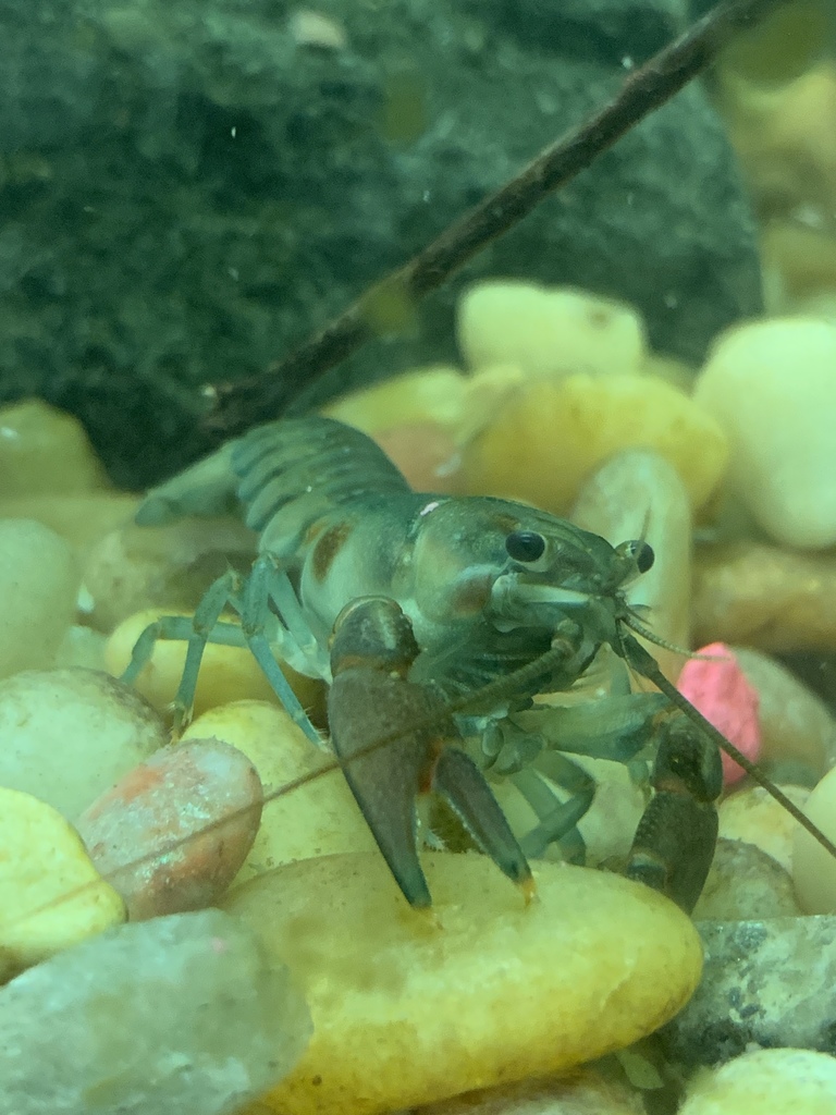 Rusty Crayfish from 3 Lucille Blvd, New City, NY, US on August 5, 2019 ...