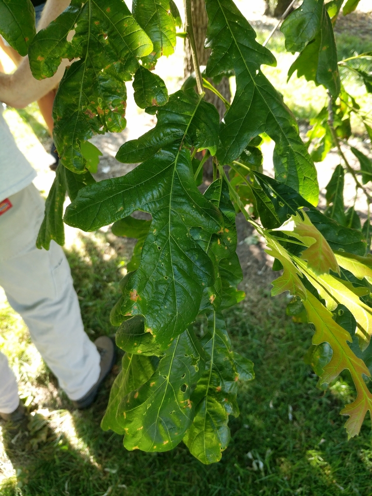 swamp white oak from Erie, PA 16507, USA on August 5, 2019 at 09:35 AM ...