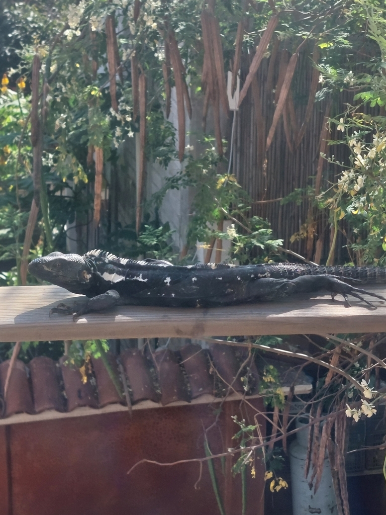 Western Spiny-tailed Iguana from 70947 Mazunte, Oax., Mexico on ...